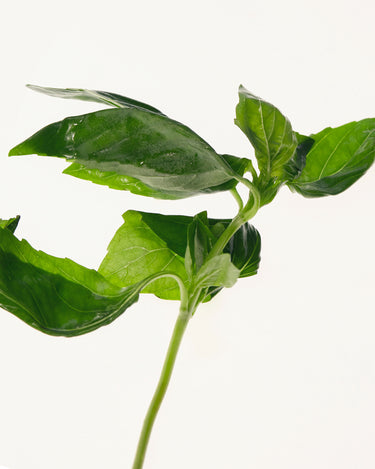 Versatile Paris - Extraits de parfum qui sentent bon – VERSATILE PARIS